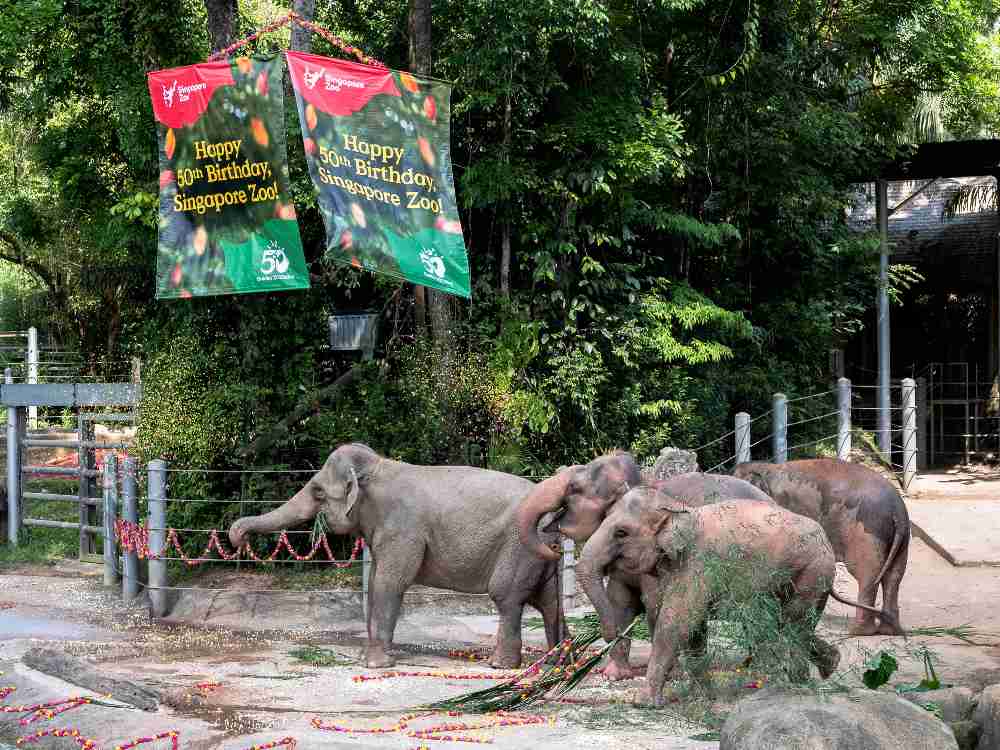 Pachyderm passion: She went from TV production to elephant care, Lifestyle News - AsiaOne